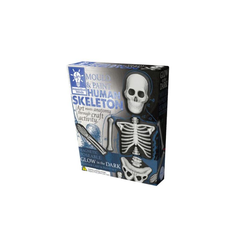 Human Skeleton Mould & Paint Kit | VMFA Shop